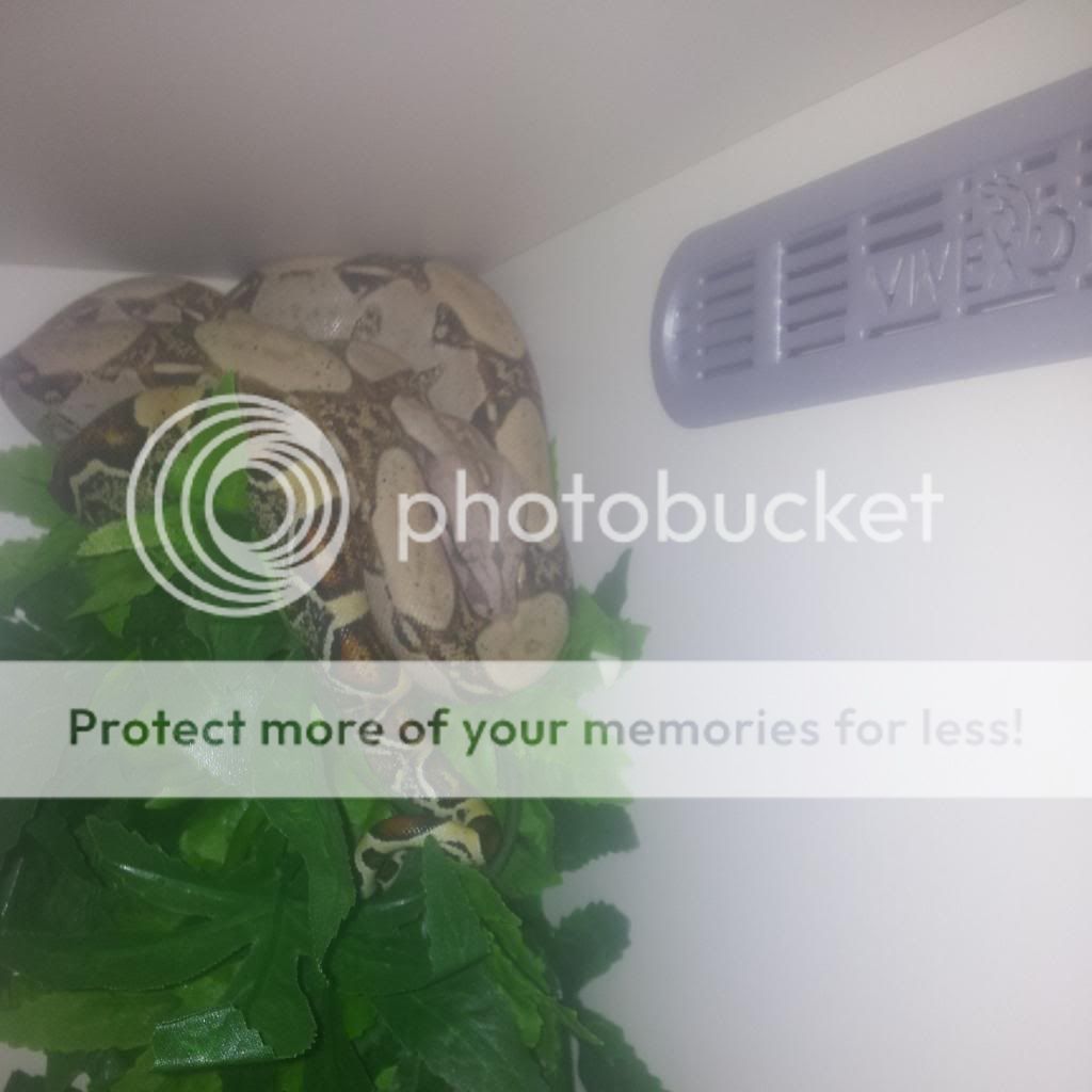 My boa thinks hes a gtp ... cute pic | Reptile Forums